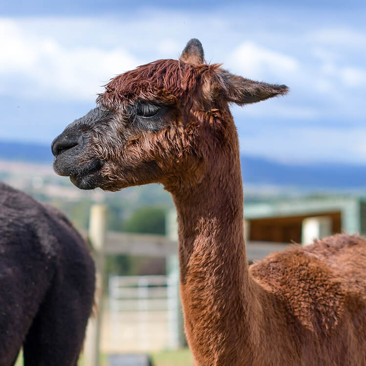 Adopt Aladdin – Severn Valley Alpacas