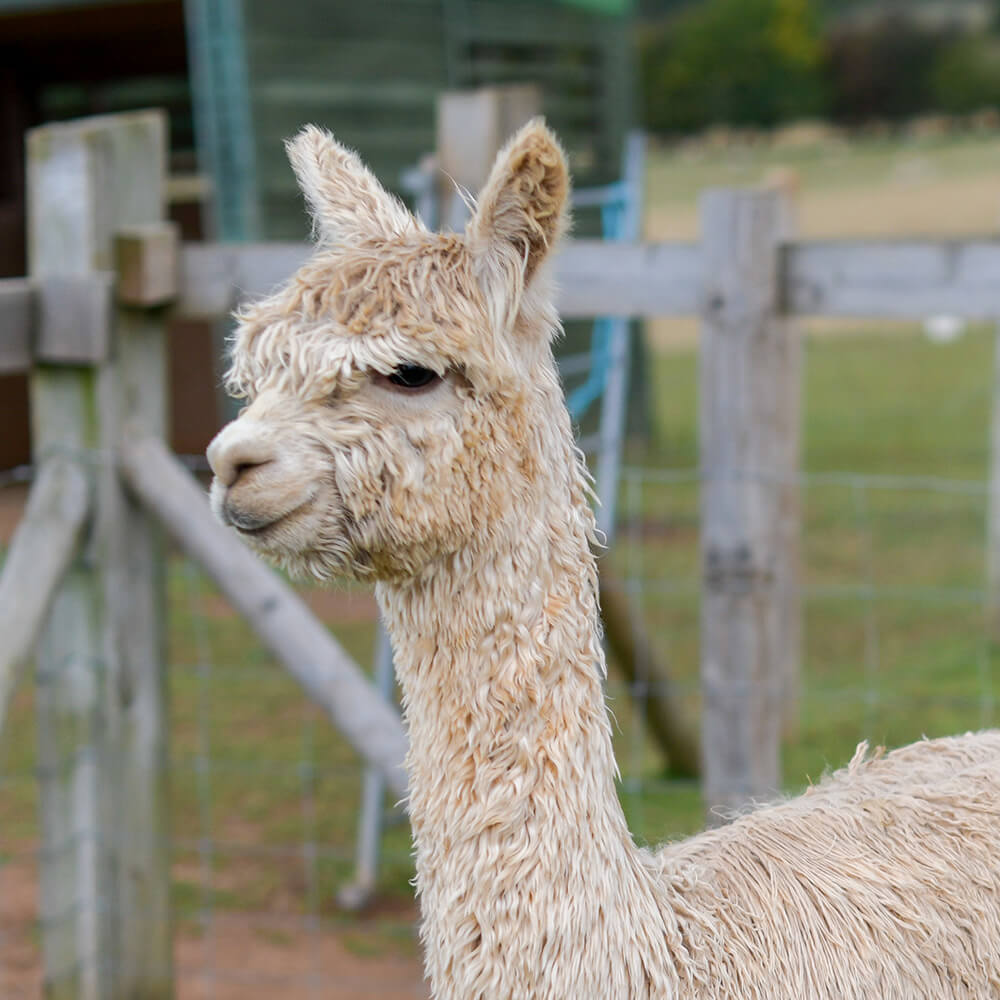 Adopt Youngster Goldie – Severn Valley Alpacas