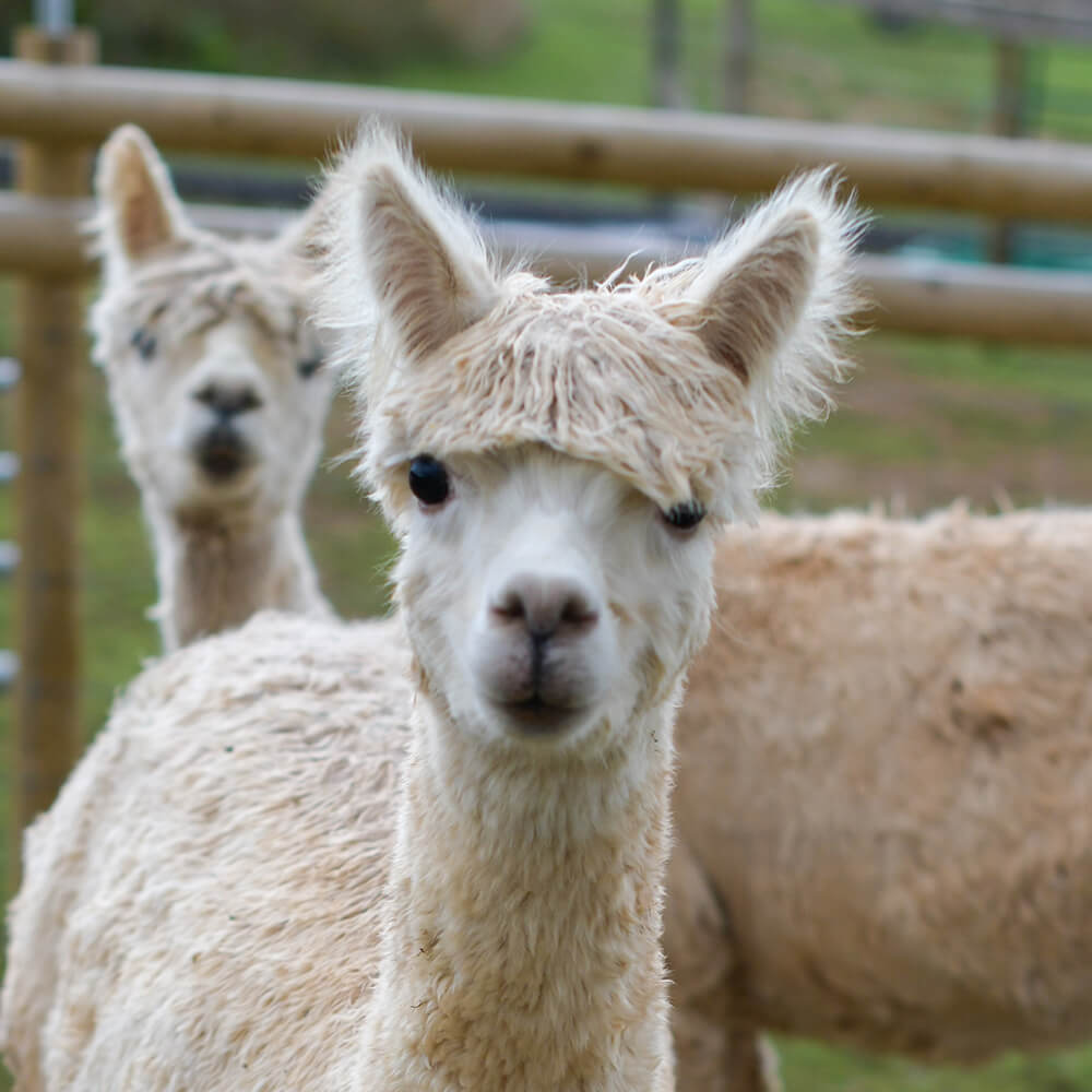 Adopt Youngster Elsa – Severn Valley Alpacas