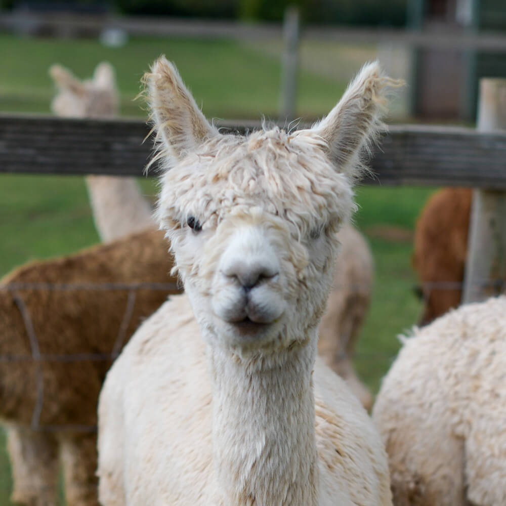 Adopt Luna – Severn Valley Alpacas